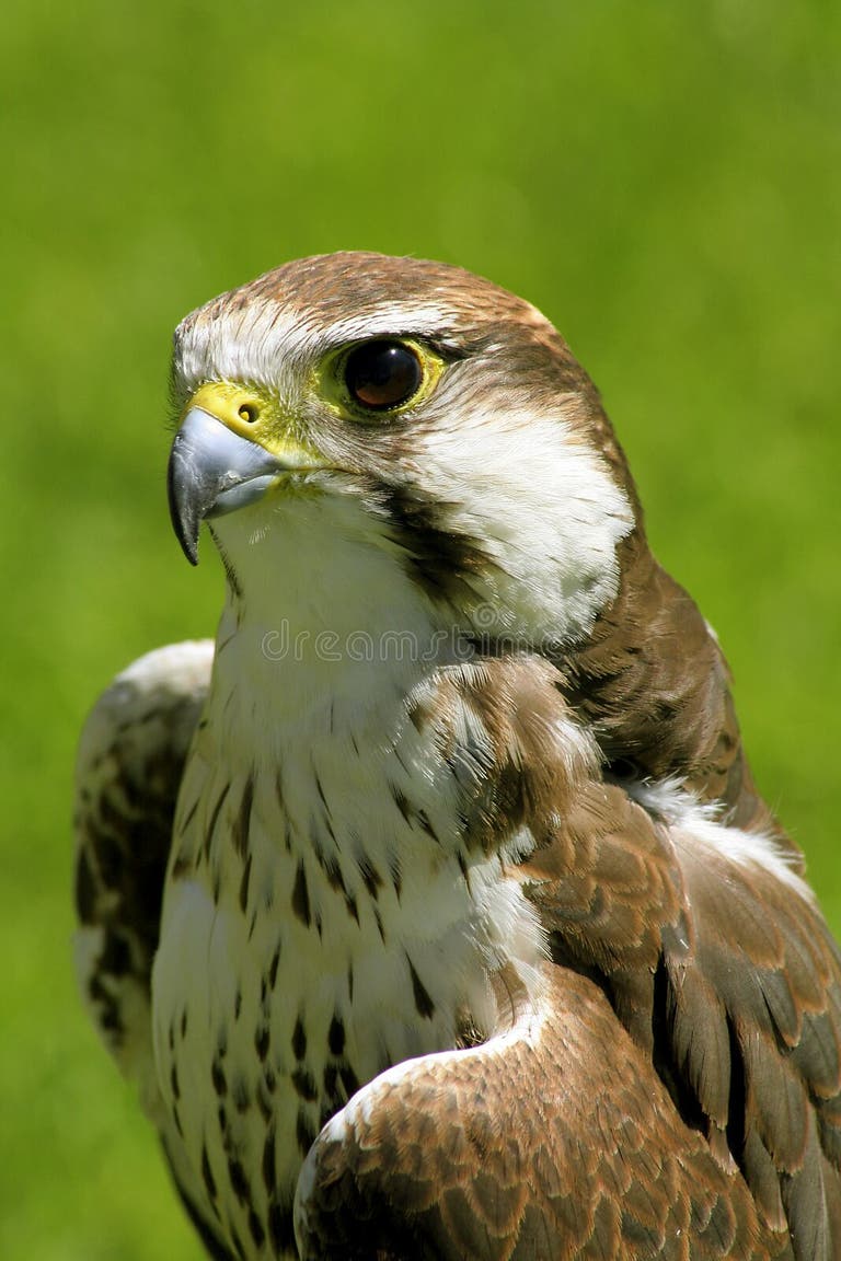 28,663 Predator Falcon Bird Stock Photos - Free & Royalty-Free Stock ...