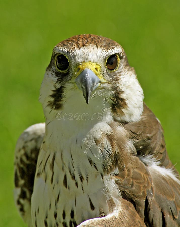 Falcon bird stock photo. Image of bird, pets, avian, life - 4202764