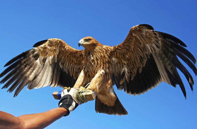 53,632 Falcon Bird Stock Photos - Free & Royalty-Free Stock Photos from ...