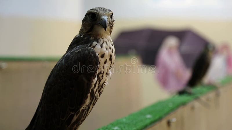 Falcon in Bird Market, Doha, Qatar Stock Footage - Video of avian, hunt ...