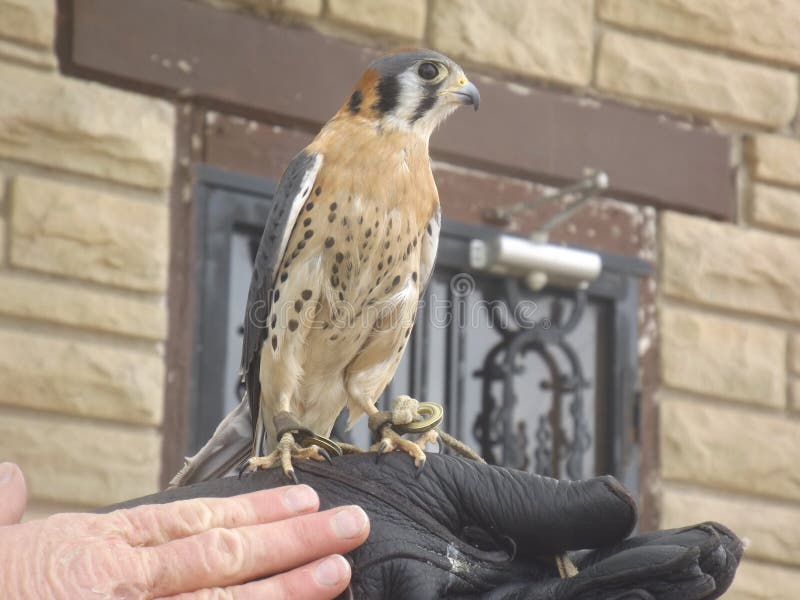 Falcon stock image. Image of talons, falcon, hawk, rescue - 65988201