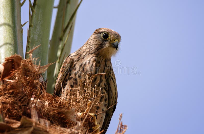 Falcon bird stock photo. Image of tree, palm, sitting - 131122134