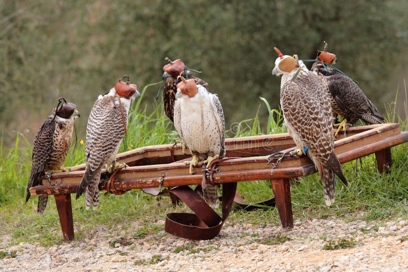 Falcon breeding falcons stock image. Image of avian, falconidae - 49027149