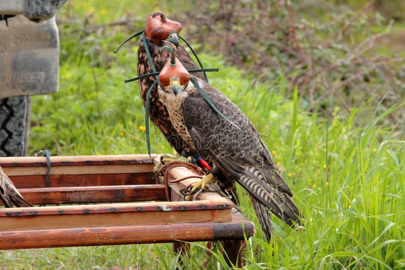 Falcon breeding falcons stock photo. Image of communal - 49027184