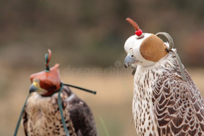 Falcon breeding falcons stock photo. Image of hawk, feathery - 49027432