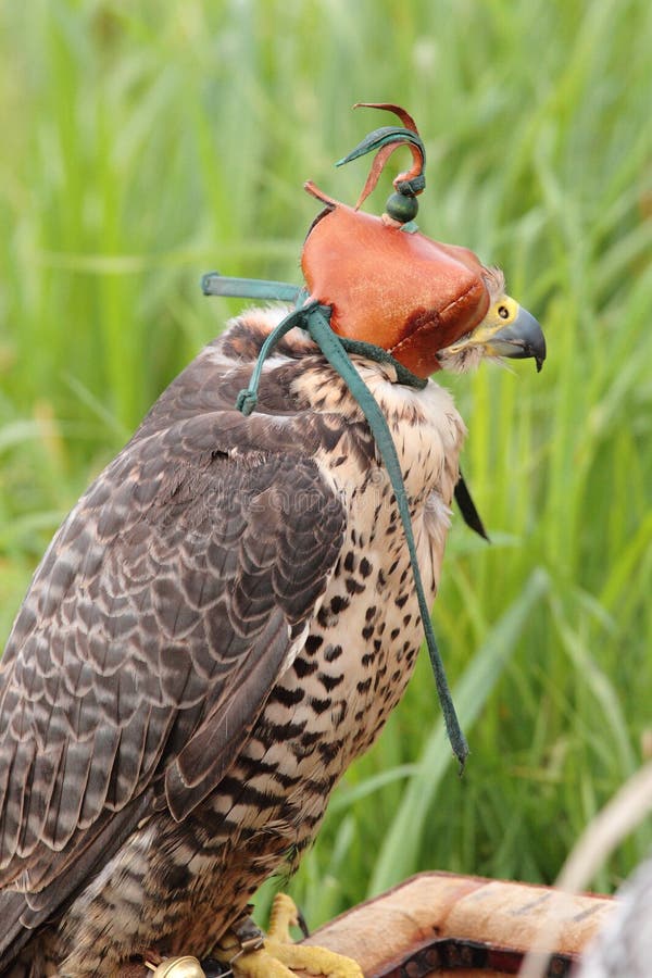 Falcon breeding falcons stock photo. Image of falconidae - 49028040