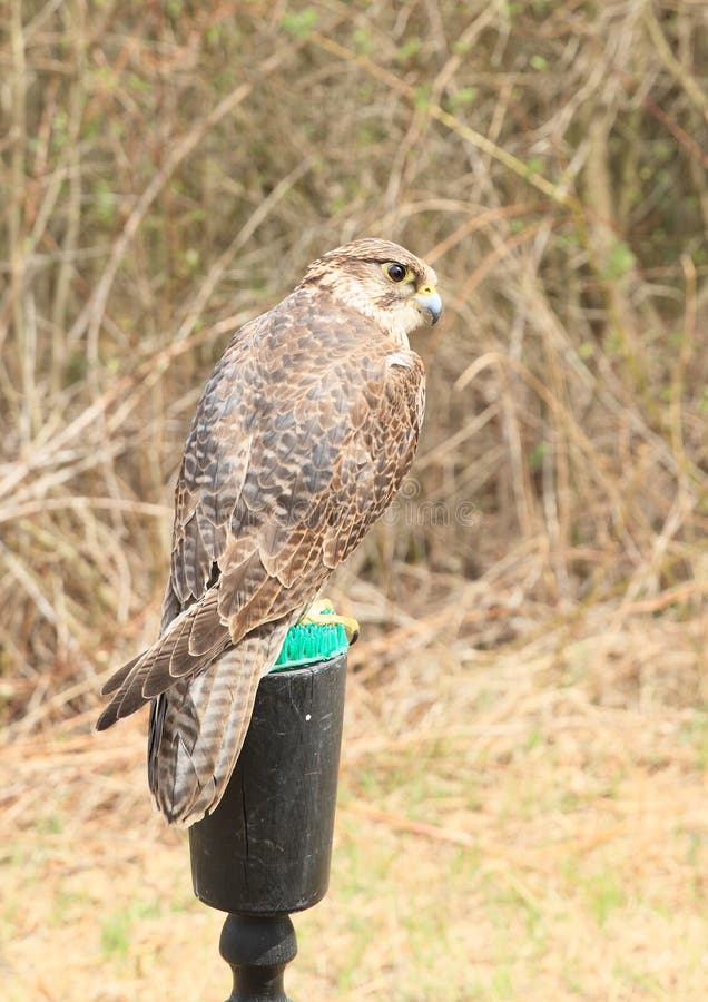 219 Falcon Stand Photos - Free & Royalty-Free Stock Photos from Dreamstime
