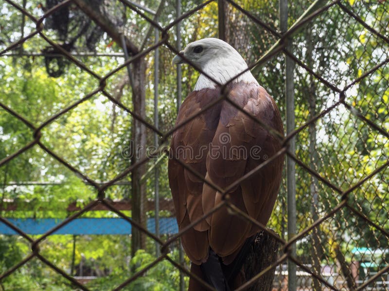 Falcon in the cage stock photo. Image of bird, animal - 163018090