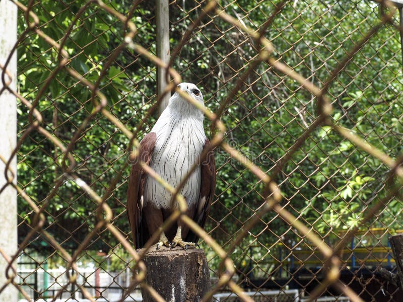 Falcon in the cage stock photo. Image of brown, bird - 163018144