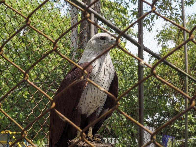 Falcon in the cage stock image. Image of bird, wing - 163018141