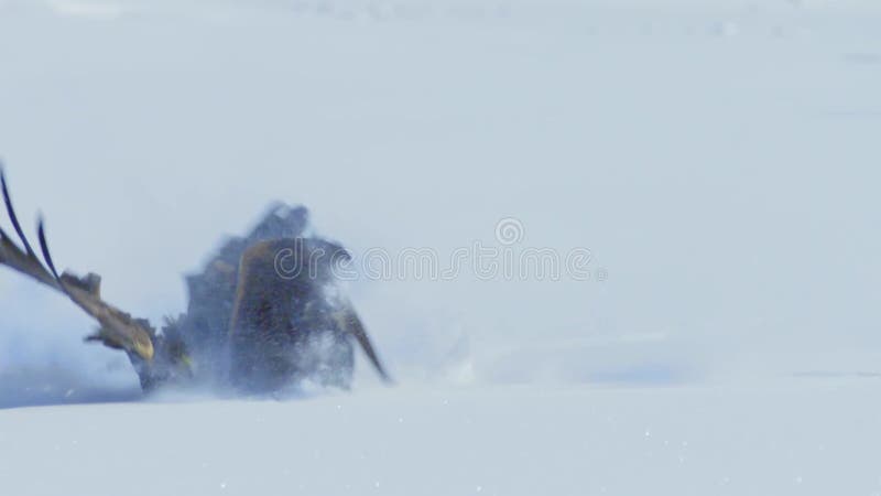 The Falcon Catching the Rabbit Stock Footage - Video of winter, animal ...