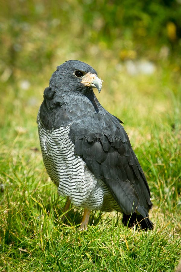 Falcon Close Up Standing in the Grass Stock Image - Image of color ...