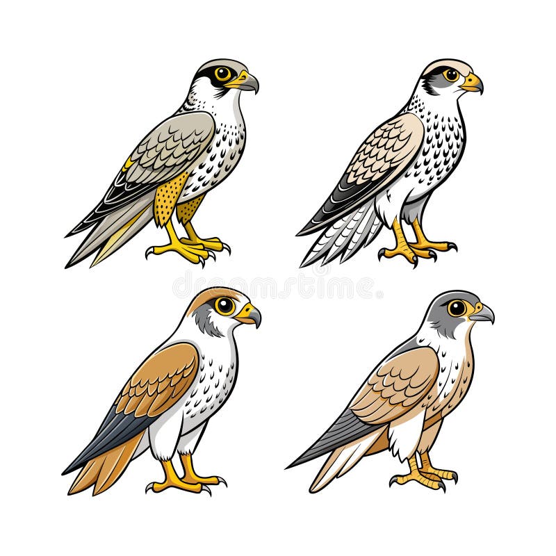 Falcon Coloring Outline for Kids Stock Vector - Illustration of graphic ...