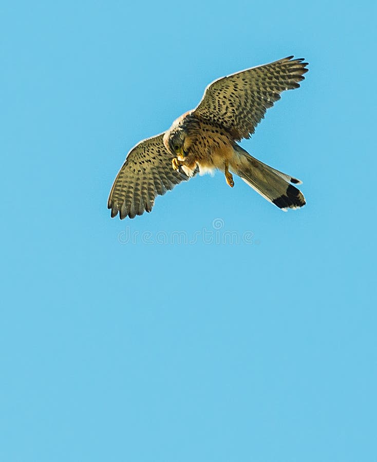 Falcon kestrel stock image. Image of falcon, soar, accipiter - 151335813
