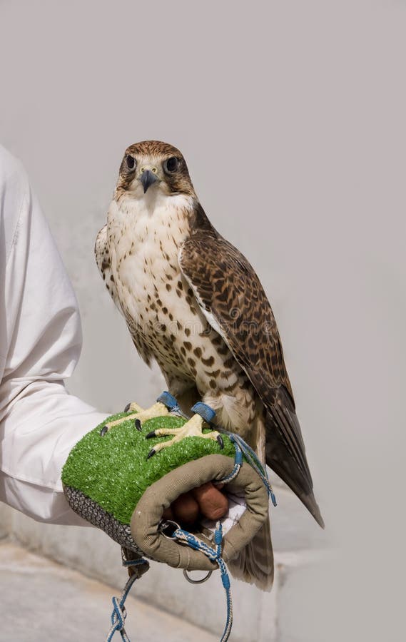 Falcon Display_Arabian Falcon Stock Image - Image of breeder, flying ...