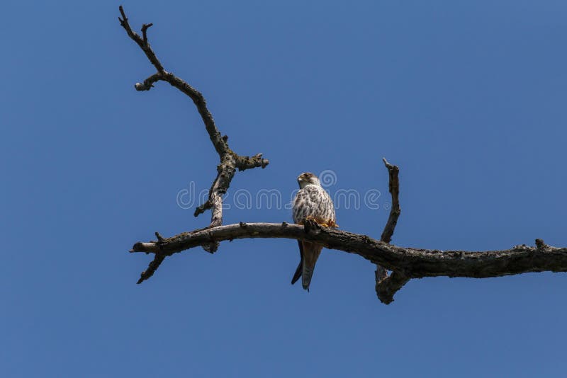 Falcon on Dry Branch Against Blue Sky Stock Image - Image of tree, bird ...