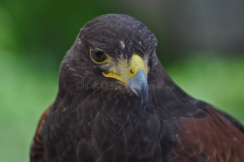 Falcon Eagle Hawk Bird stock image. Image of animal, flight - 18081103