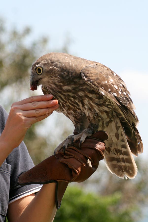 Falcon eating stock image. Image of background, hand, meat - 2435811