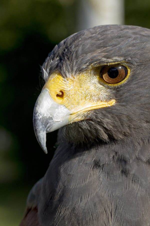 Falcon stock photo. Image of pracopy, oeil, plan, feather - 30090292