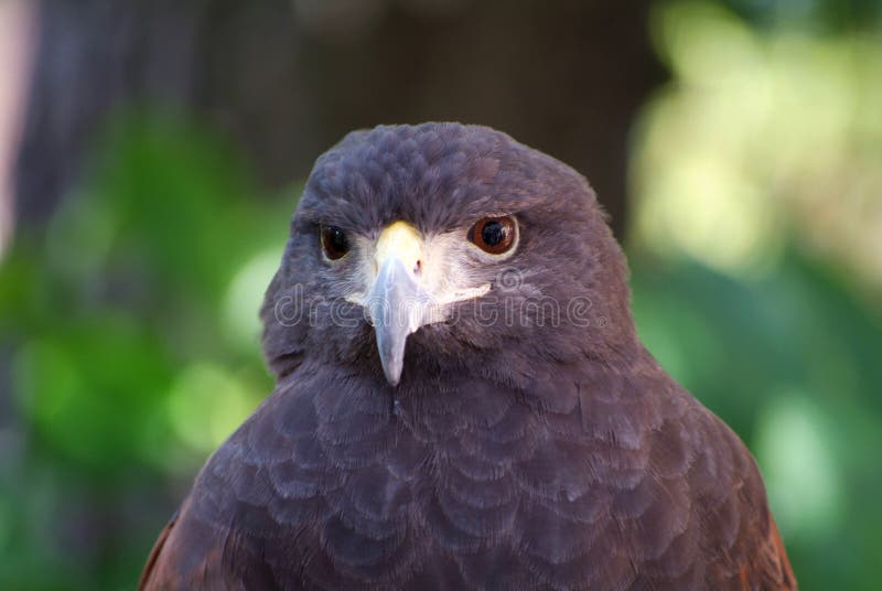 Falcon face stock image. Image of feathered, hawk, danger - 6115025