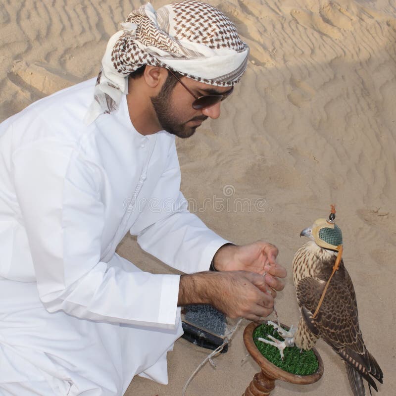 Falcon, falconry, falconer stock image. Image of emirates - 12565319