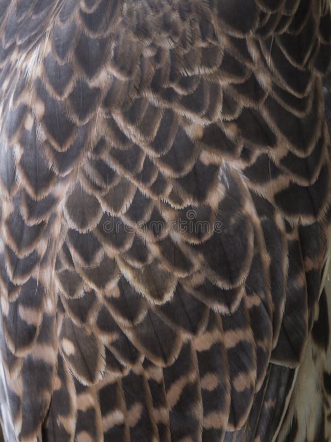 Falcon Feathers Texture, Falco Cherrug Stock Photo - Image of feathered ...