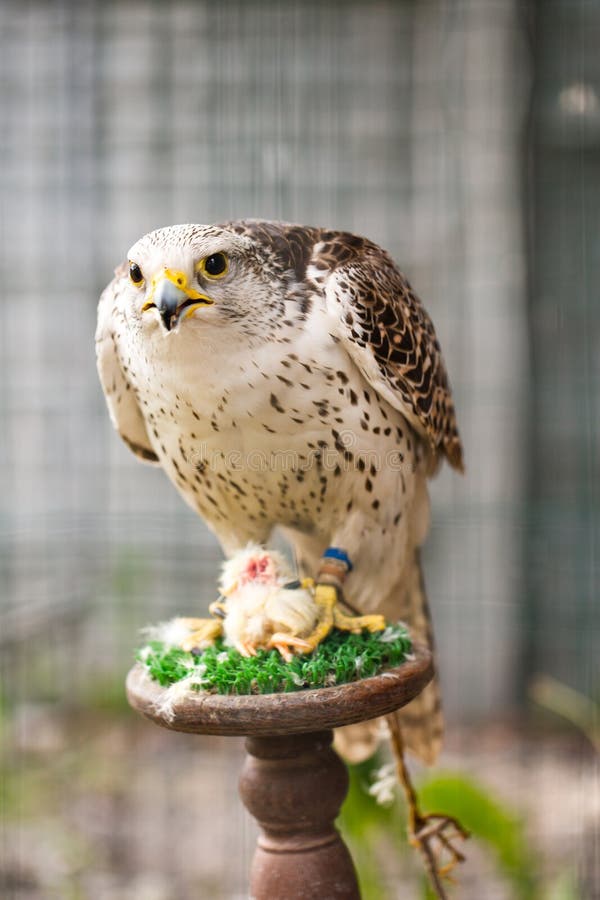 A falcon during feeding stock photo. Image of food, head - 258069378