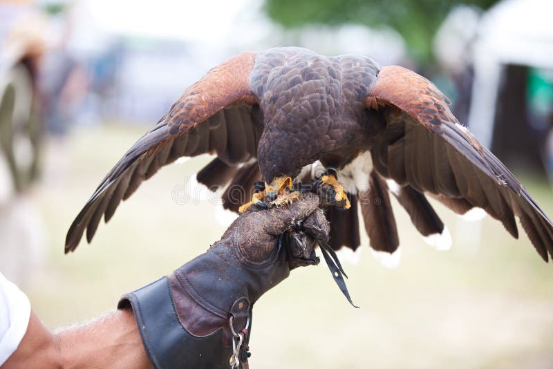Falcon feeding after show stock image. Image of looking - 19921185