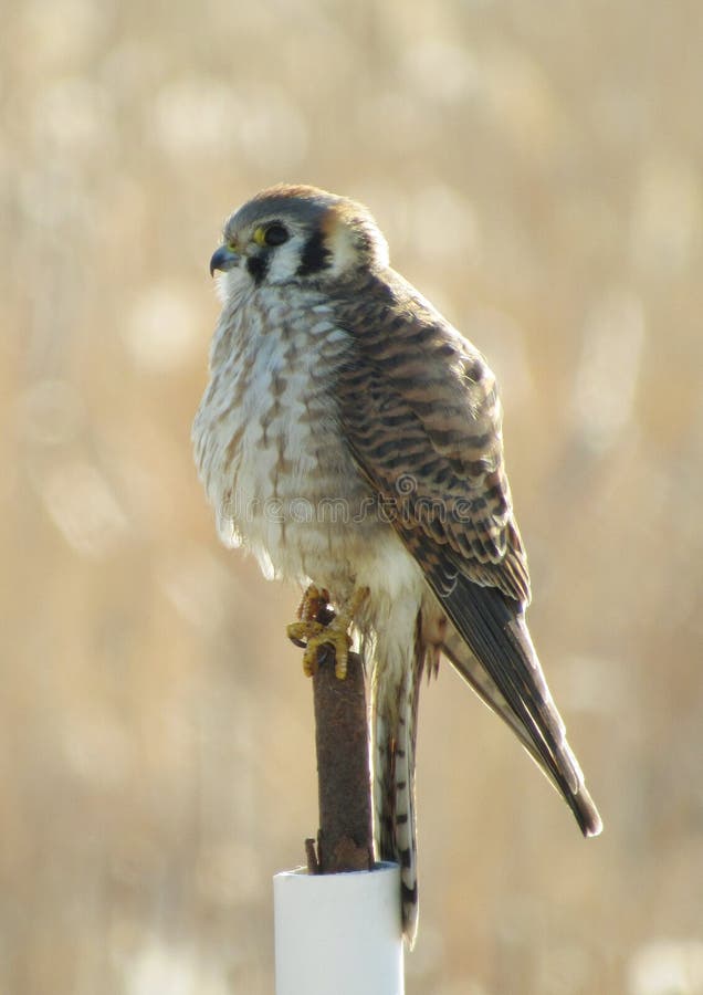 Falcon stock photo. Image of falcon, perch, field, utah - 152036566