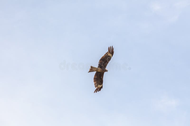 Falcon Flies in the Sky Over Steppes of Mongolia. Altai Stock Photo ...