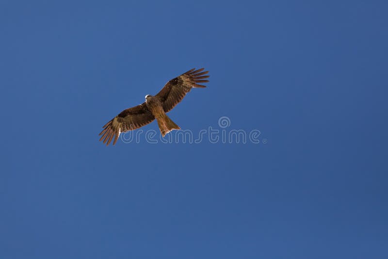 Falcon Flies in the Sky Over Steppes of Mongolia. Altai Stock Photo ...