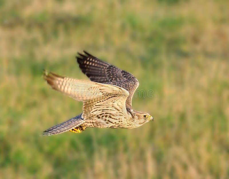 The falcon in the flight stock photo. Image of wildlife - 9731802
