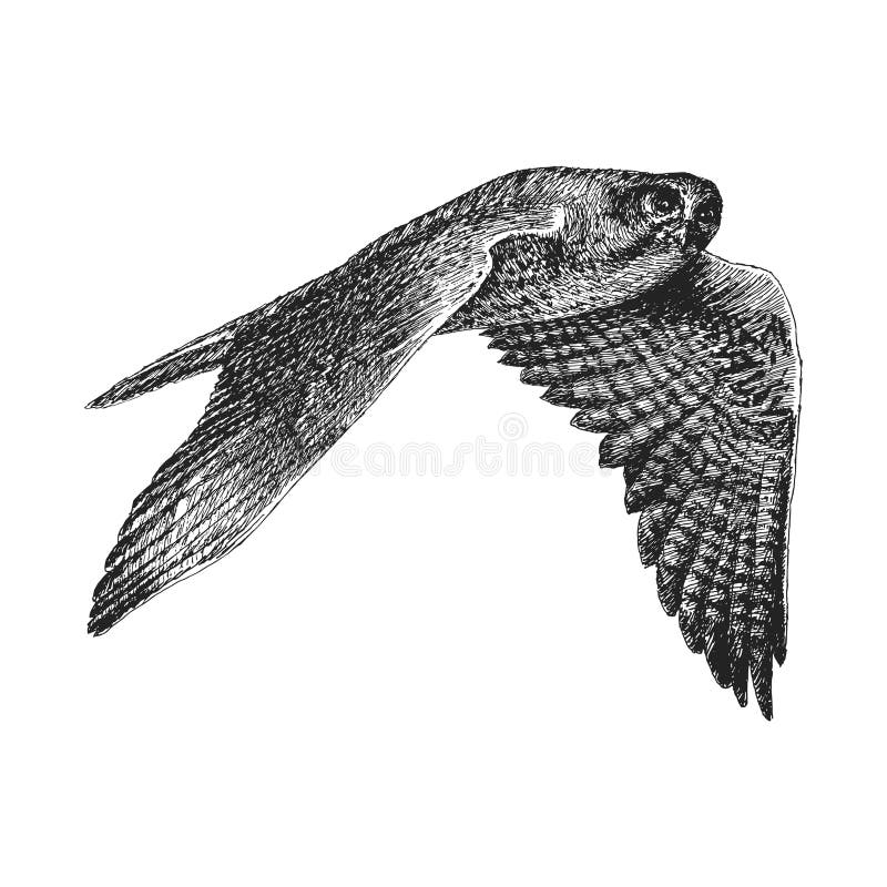 Falcon in Flight, Hand Drawn Sketch in Vector Stock Illustration ...