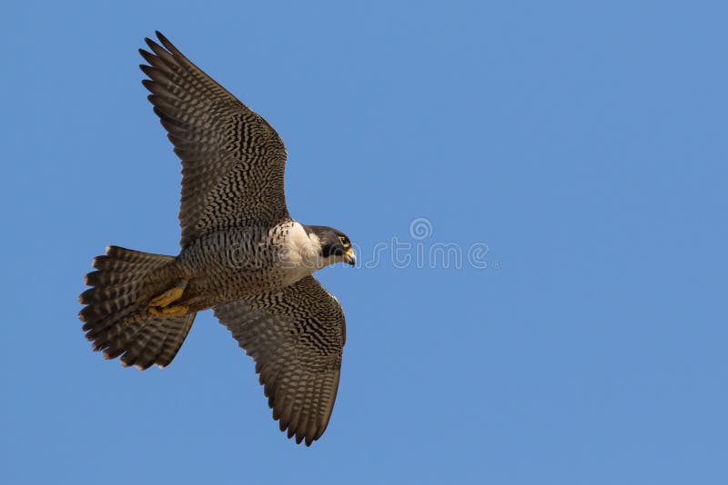 Falcon in flight stock image. Image of majestic, bird - 55953161