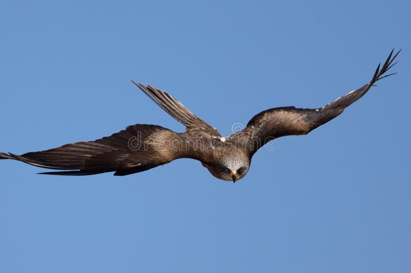 Falcon in flight stock photo. Image of spreadwings, portrait - 93219176