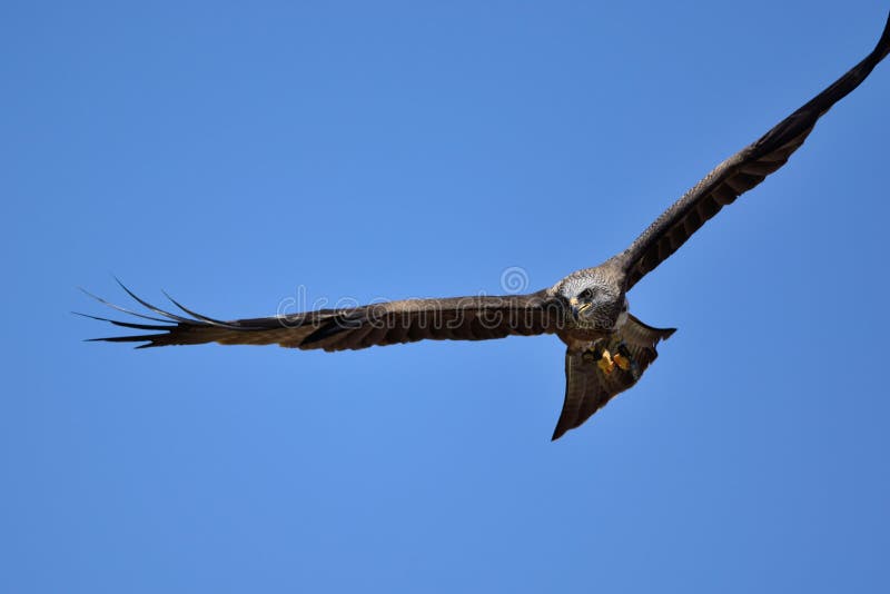 Falcon in flight stock photo. Image of spreadwings, portrait - 93219176