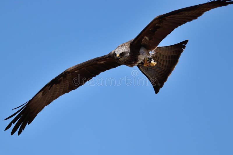 Falcon in flight stock image. Image of flight, majestic - 93219469