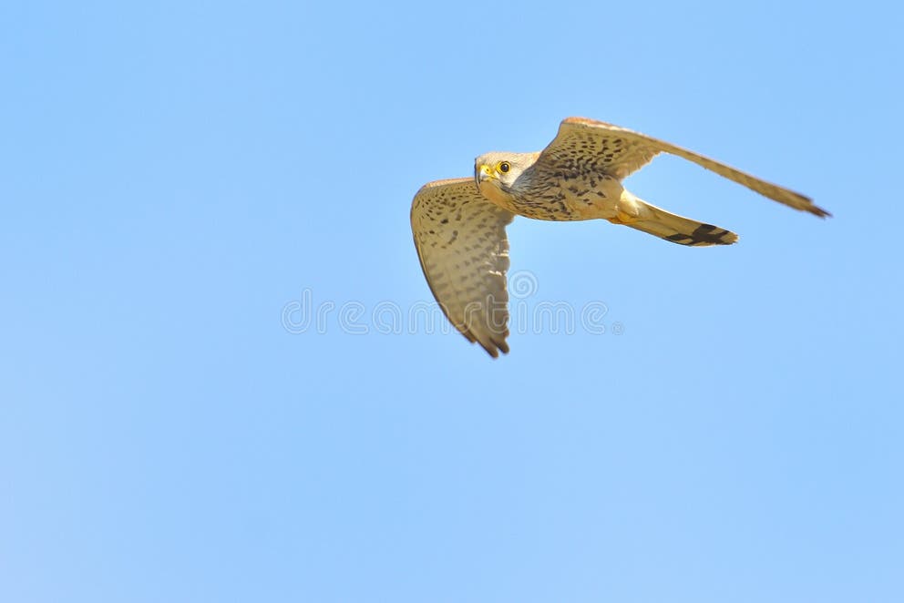 Falcon fly stock photo. Image of majestic, peregrine - 18965766