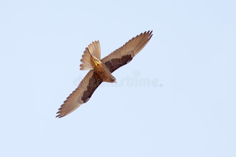 Flying Golden Eagle stock photo. Image of chrysaetos - 17083012