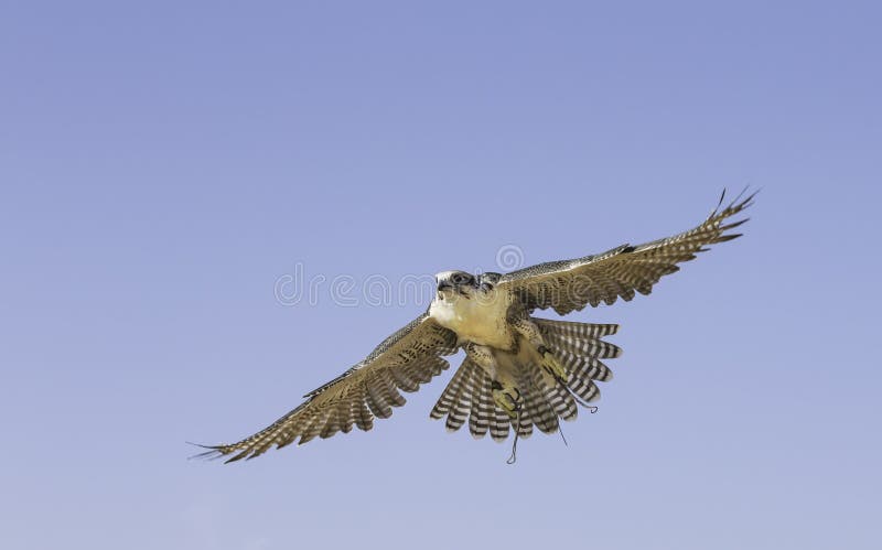 Falcon Flying Against a Blue Sky Stock Image - Image of prey, blue ...