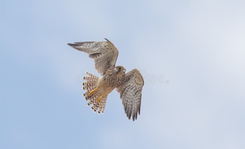 Falcon flying stock photo. Image of perching, perched - 59202888