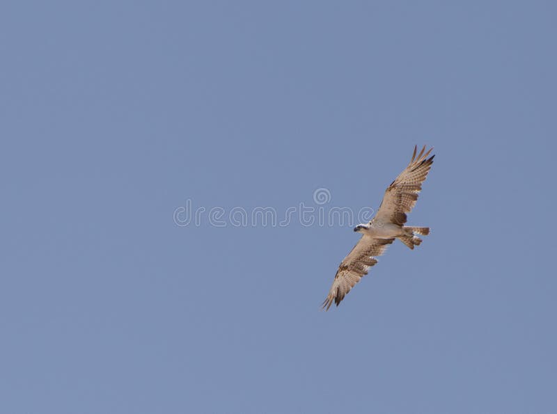 Flying a Saker Falcon Falco Cherrug during a Falconry Experience. Stock ...