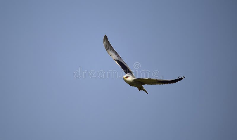 Falcon Flying in the Clear Blue Sky Stock Photo - Image of blue, bird ...