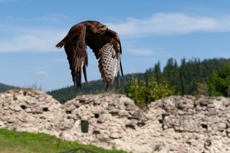 Falcon Flying Near Castle Ruins Stock Photo - Image of flying, historic ...