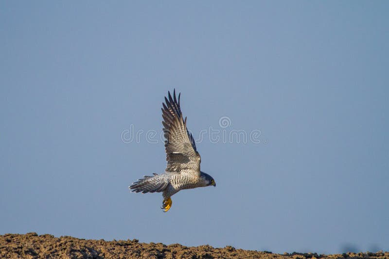 Falcon Flying with Open Wings Stock Photo - Image of hunting, flying ...