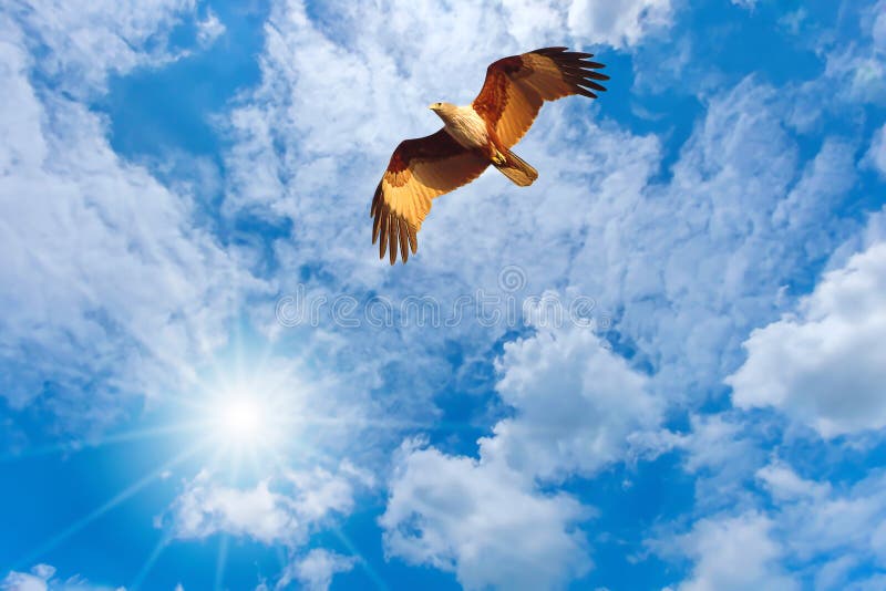 Falcon flying in the sky. stock image. Image of prey - 98210393