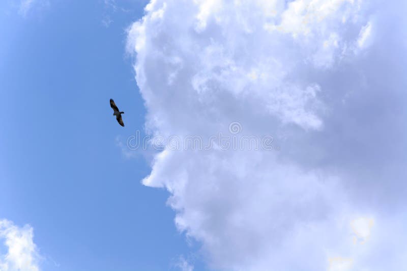 Falcon Flying through the Sky Stock Photo - Image of liberty, hawk ...