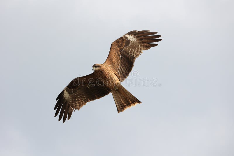 Falcon Flying in the White Sky because of the Clouds. Stock Photo ...