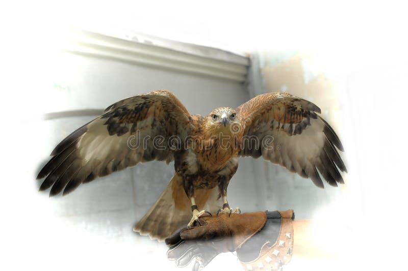 A Falcon on a Gauntlet Gauntlet Sits Stock Photo - Image of gauntlet ...