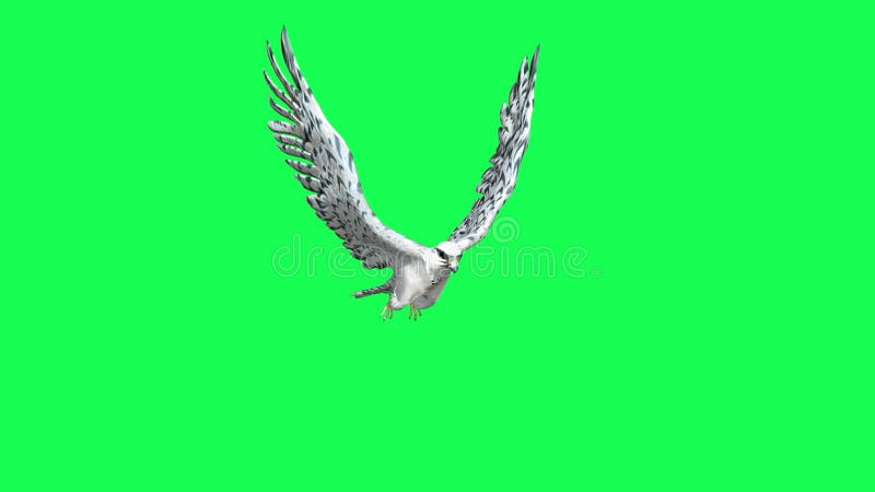 Falcon Gliding and Flapping Stock Footage - Video of isolated, angry ...